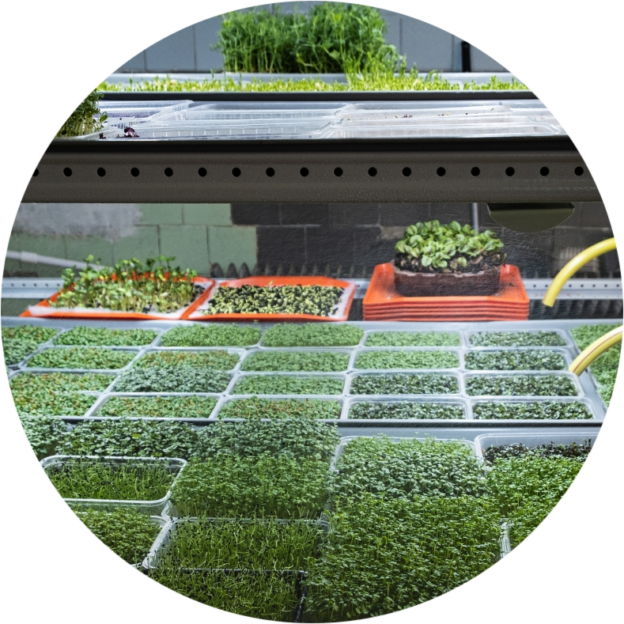The Future Of Microgreens Farming: An Inside Look At A Pro's Automated ...