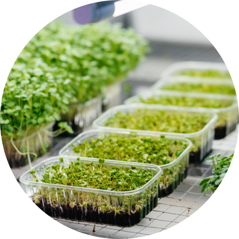 Building A Microgreens Business: Curtis Stone Visits Justin Gay ...