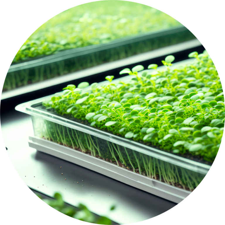 Building A Microgreens Business: Curtis Stone Visits Justin Gay ...