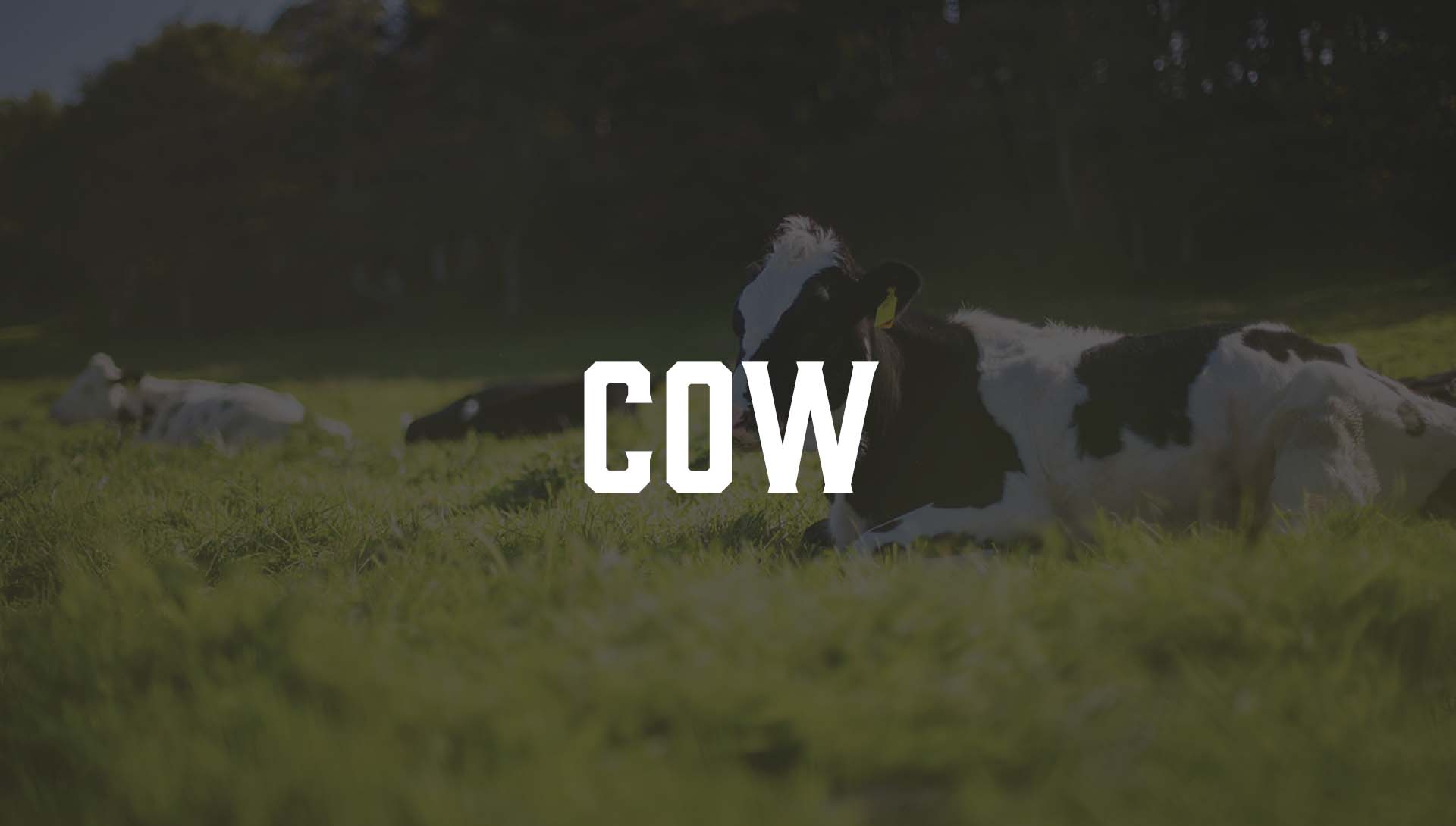 Cow - Freedom Farmers