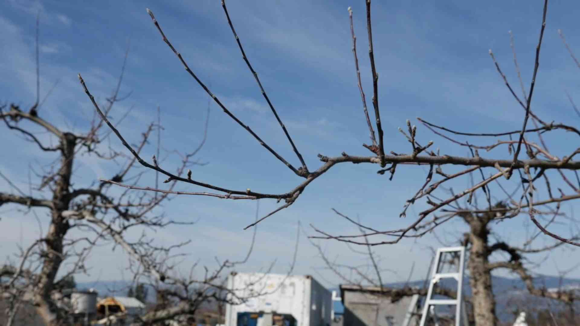 The Main Principles Of Pruning With Jim Wood - Freedom Farmers