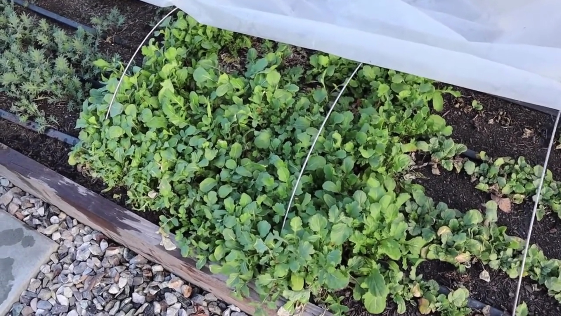 Three Guaranteed Crops To Survive The Winter With Curtis Stone ...